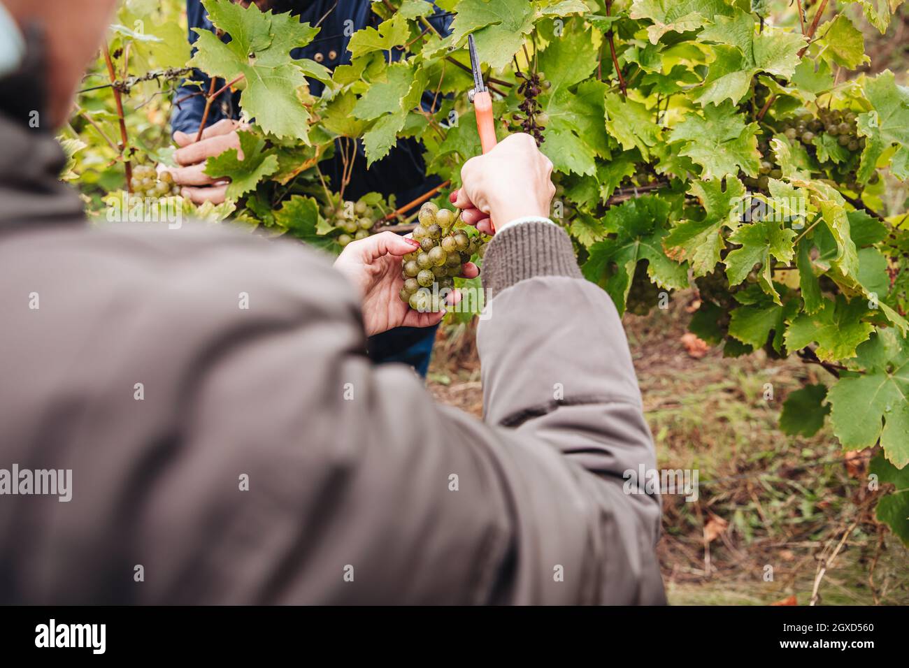 REMICH, LUXEMBOURG-OCTOBER 2021: Reportage at the seasonal Elbling ...