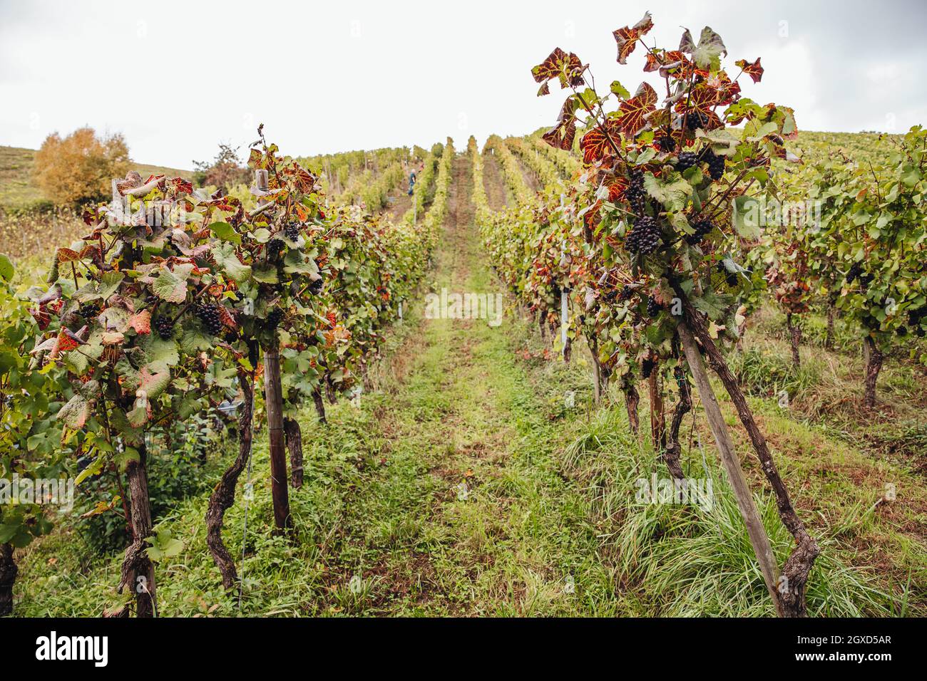 REMICH, LUXEMBOURG-OCTOBER 2021: Reportage at the seasonal Elbling ...