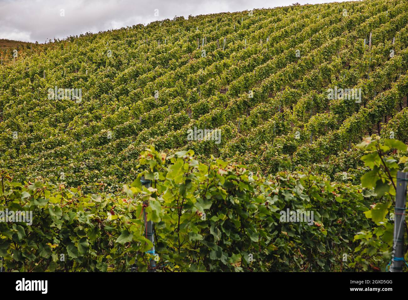 REMICH, LUXEMBOURG-OCTOBER 2021: Reportage at the seasonal Elbling ...
