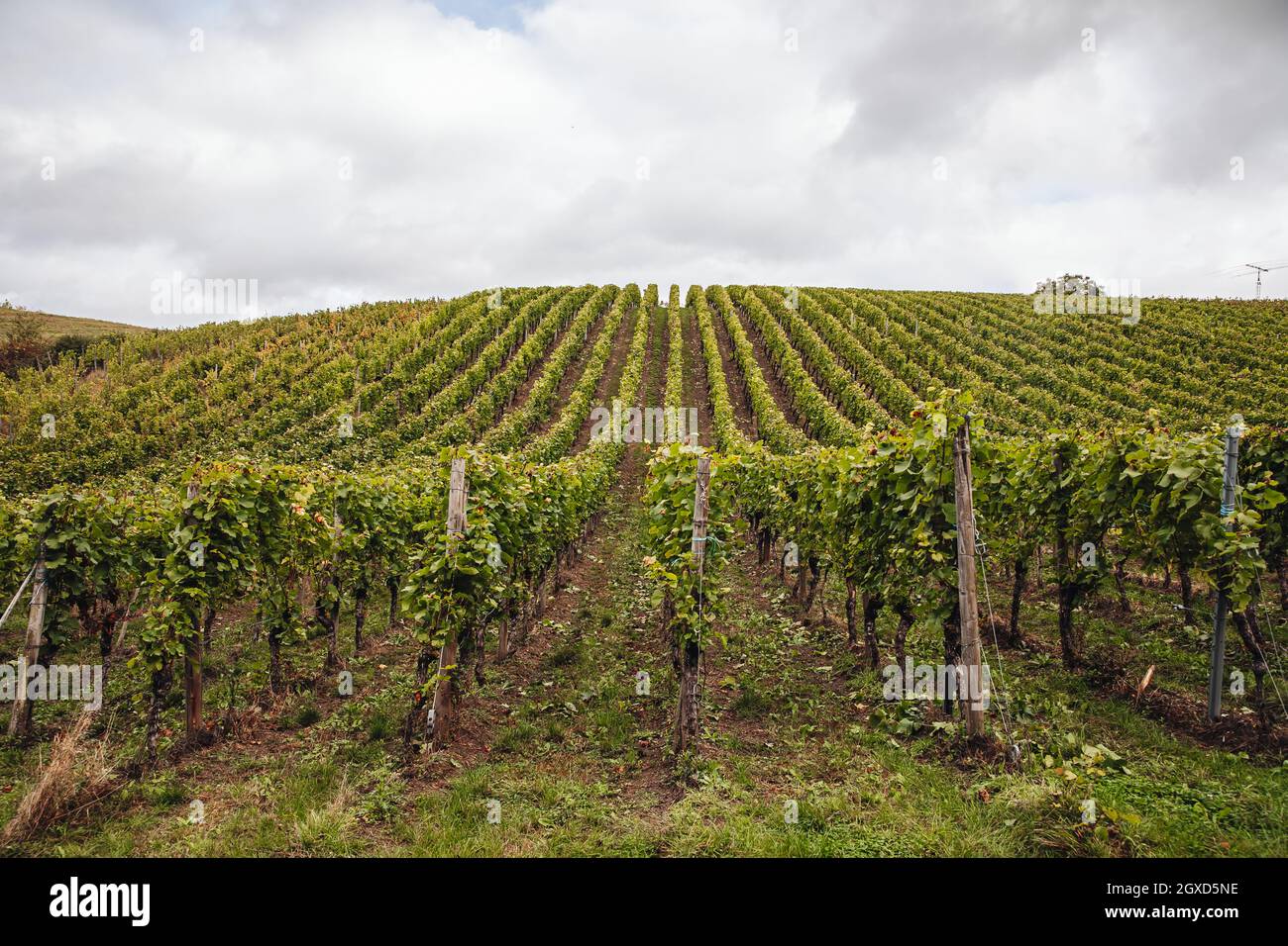 REMICH, LUXEMBOURG-OCTOBER 2021: Reportage at the seasonal Elbling ...