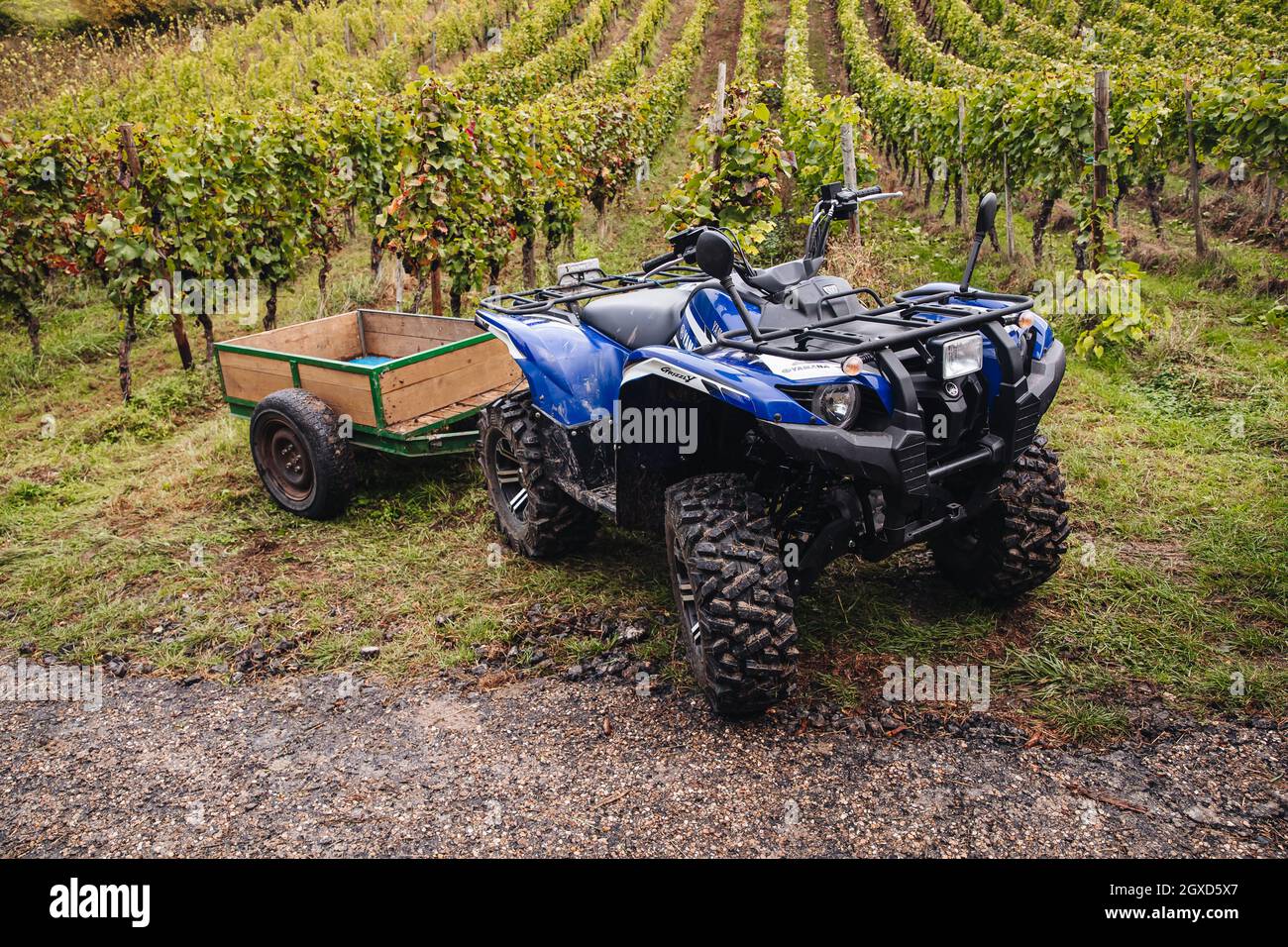 REMICH, LUXEMBOURG-OCTOBER 2021: Reportage at the seasonal Elbling ...