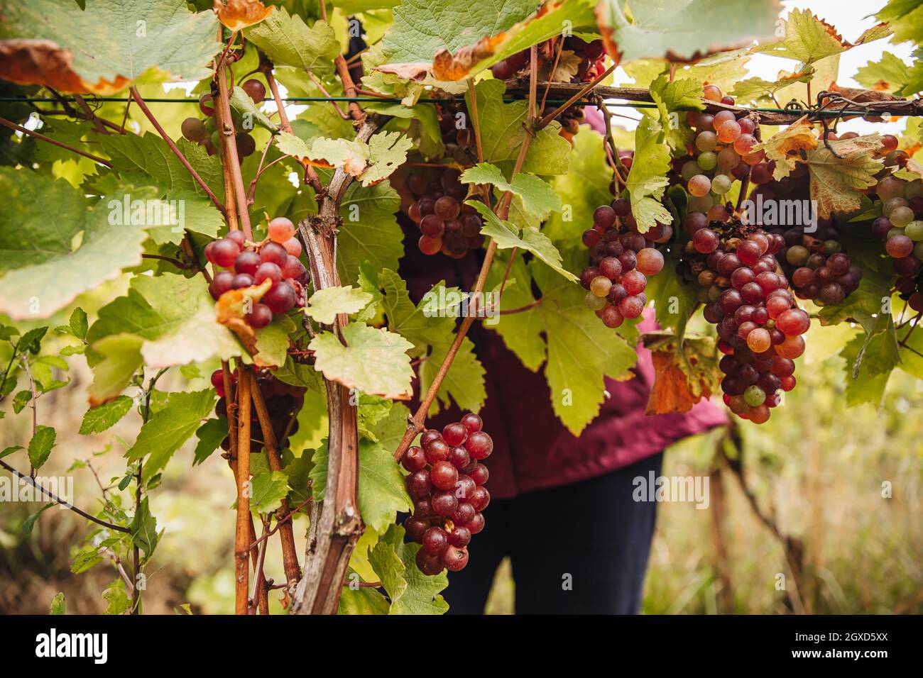 REMICH, LUXEMBOURG-OCTOBER 2021: Reportage at the seasonal Elbling ...
