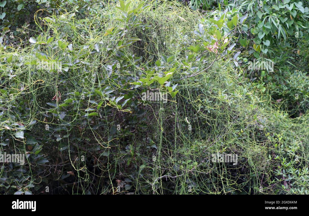 The leaves of the tree and its slender vines have a lush natural ...