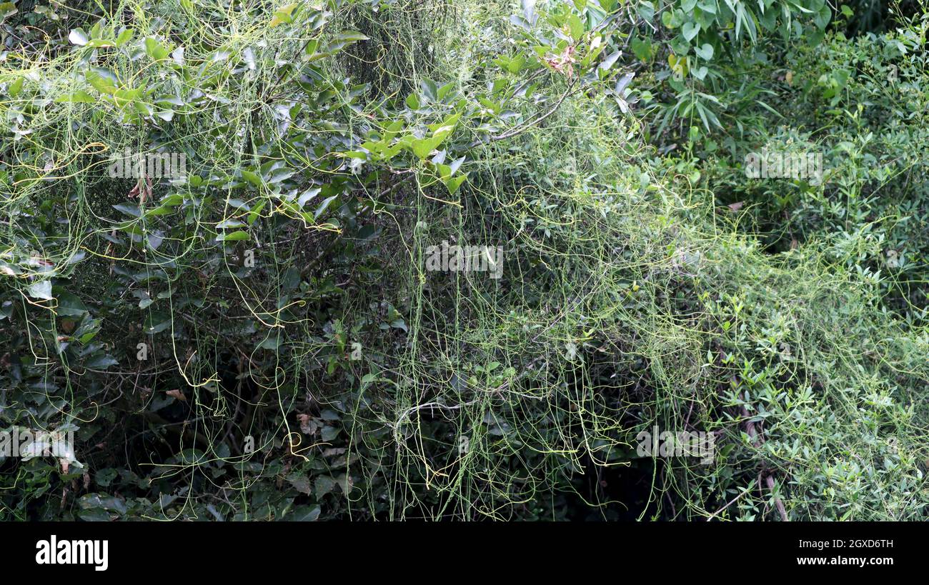 The leaves of the tree and its slender vines have a lush natural ...