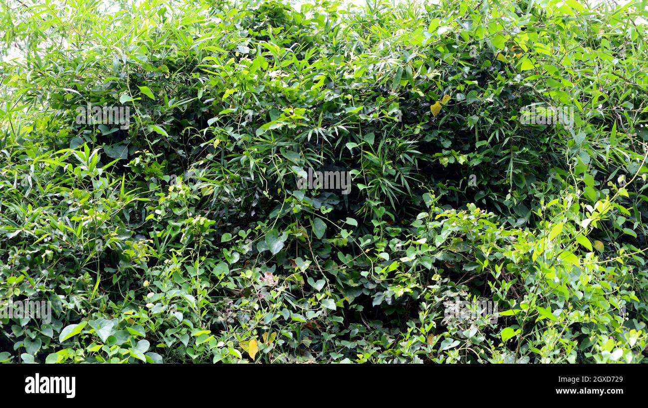 The leaves of the tree and its slender vines have a lush natural ...