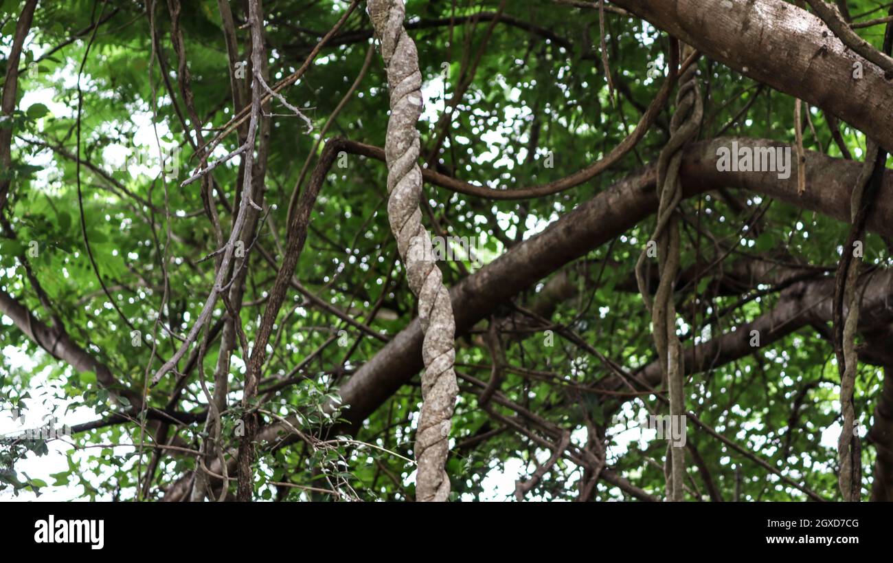 The leaves of the evergreen tree and the firm root of the tree in the ...
