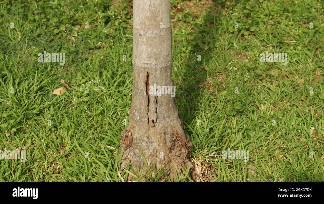 The base of a pine tree hi-res stock photography and images - Alamy