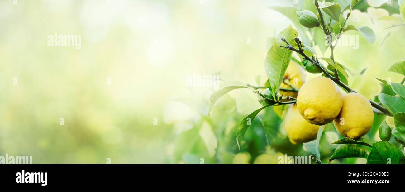 Layout of plantation hi-res stock photography and images - Alamy