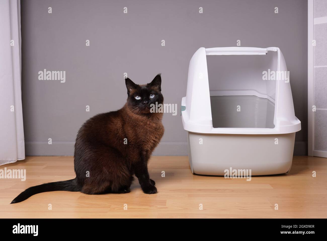 Litter box hi-res stock photography and images - Alamy