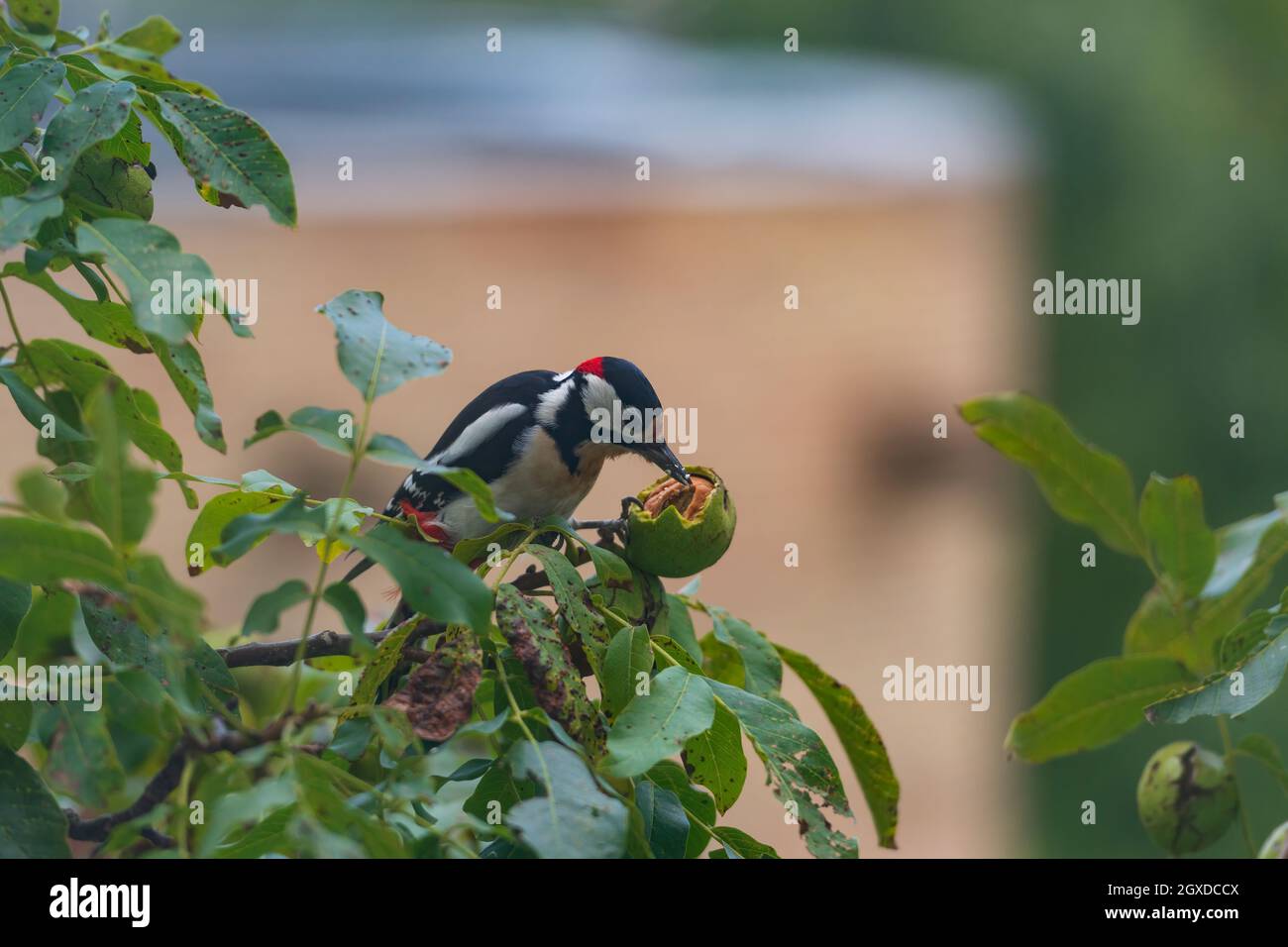 Woodpecker eats walnut. Bird in the autumn park Stock Photo - Alamy