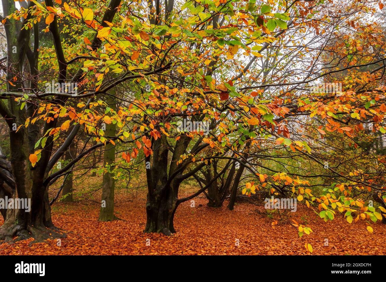 Backlit oak tree in morning mist hi-res stock photography and images ...