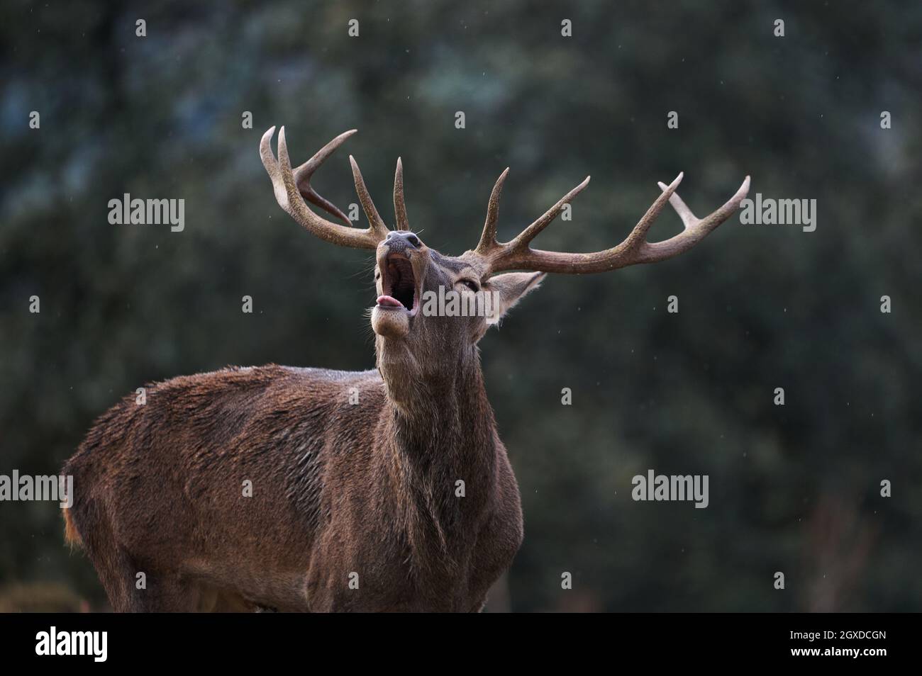 Wild buck deer grunting while grazing in forest with green plants in ...