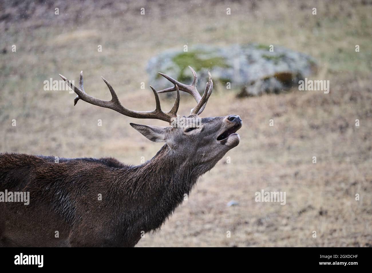 Deer scream hi-res stock photography and images - Alamy