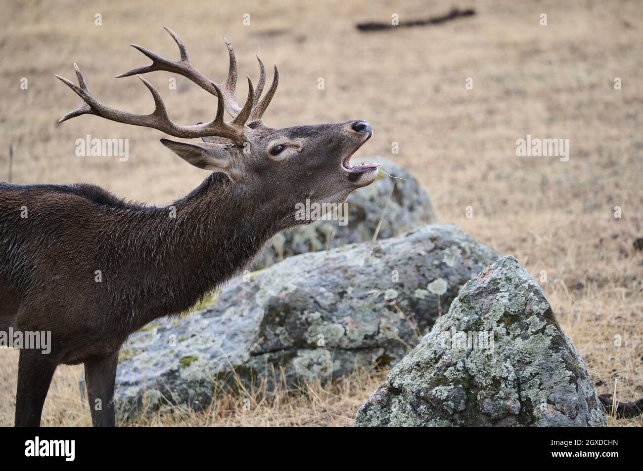 Wild buck deer grunting while grazing in meadow in the woods Stock ...