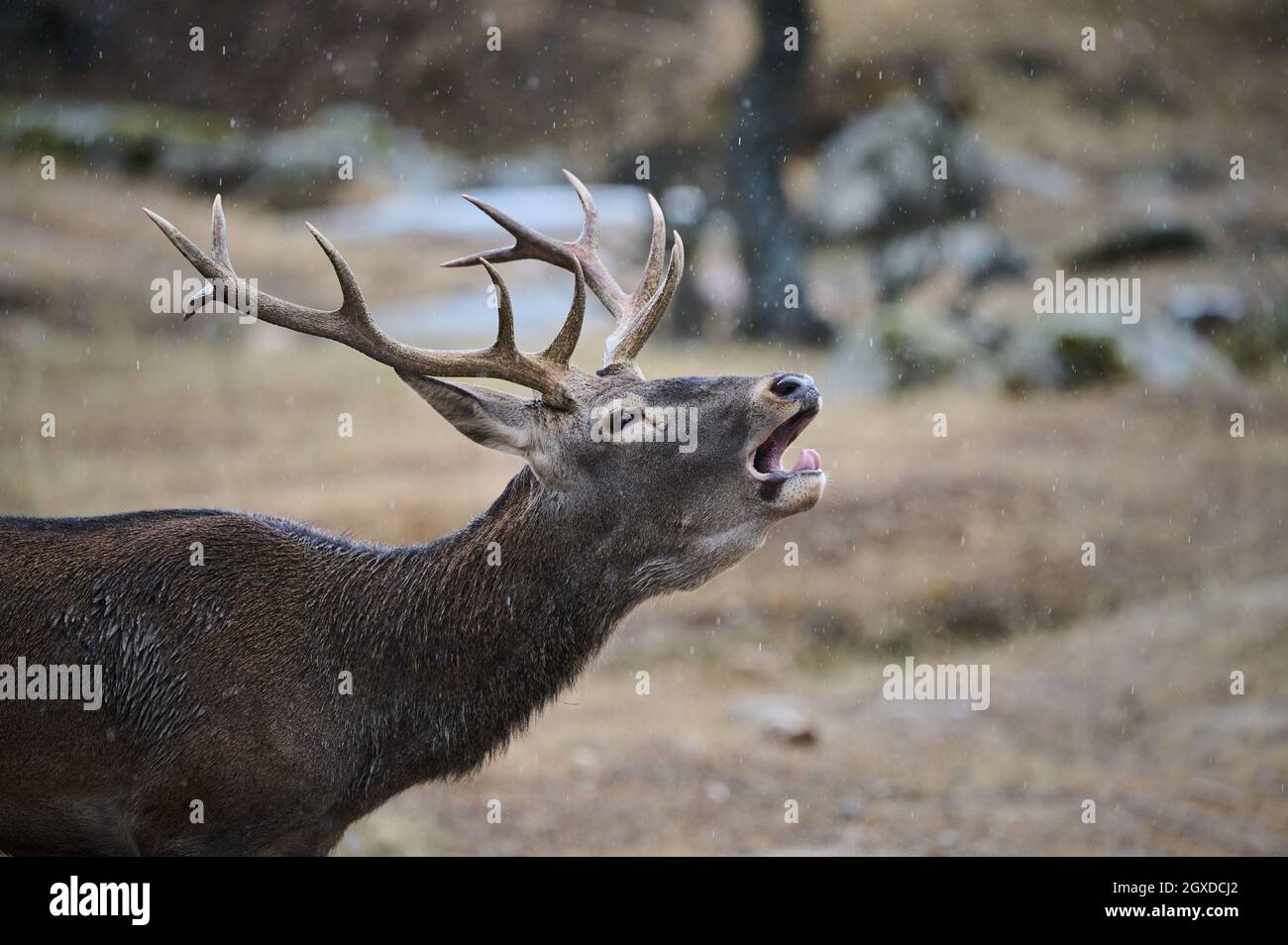 Wild buck deer grunting while grazing in meadow in the woods Stock ...