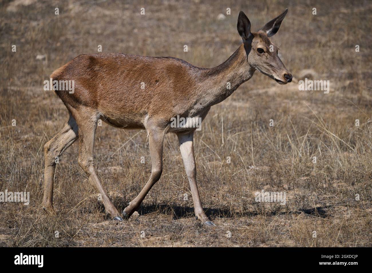 Wild doe deer grazing in the meadow Stock Photo - Alamy