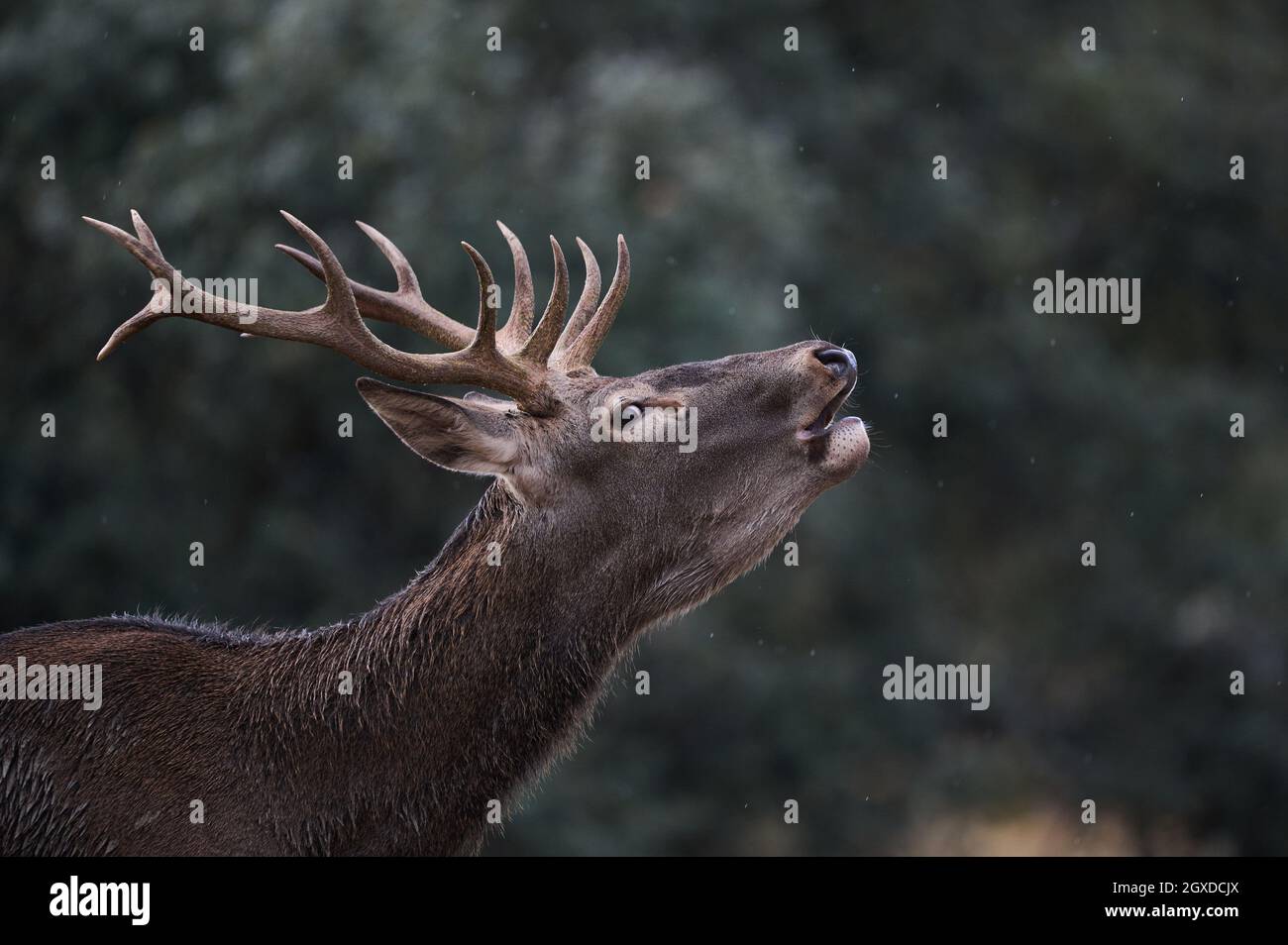 Wild buck deer grunting while grazing in forest with green plants in ...