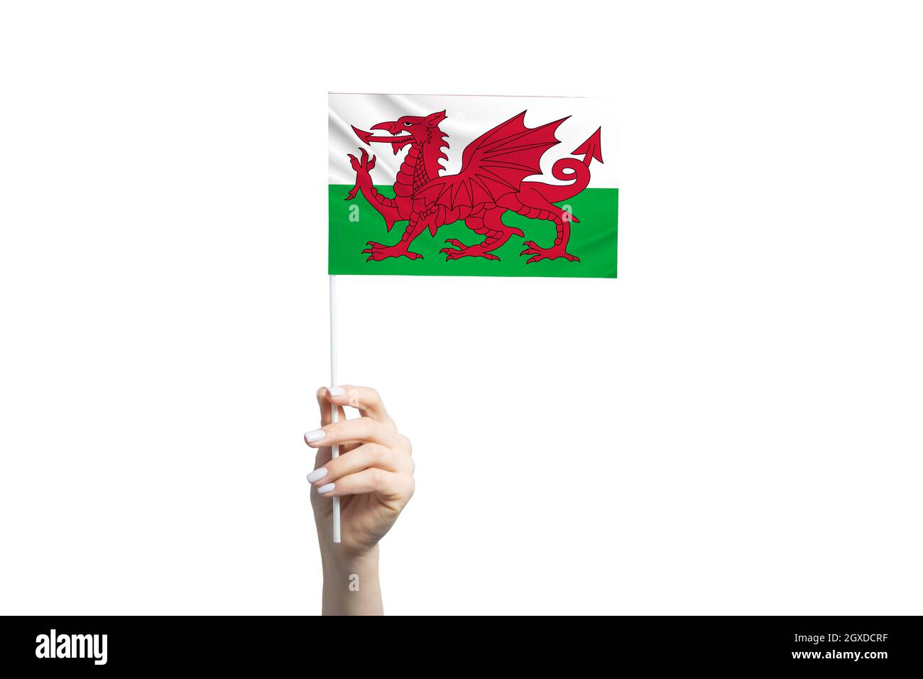 Beautiful female hand holding Wales flag, isolated on white background ...
