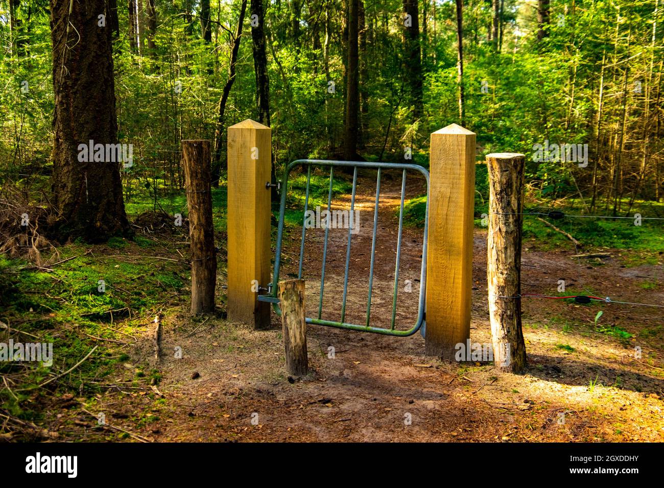 Single swing gate in wildlife exclusion fence Stock Photo - Alamy