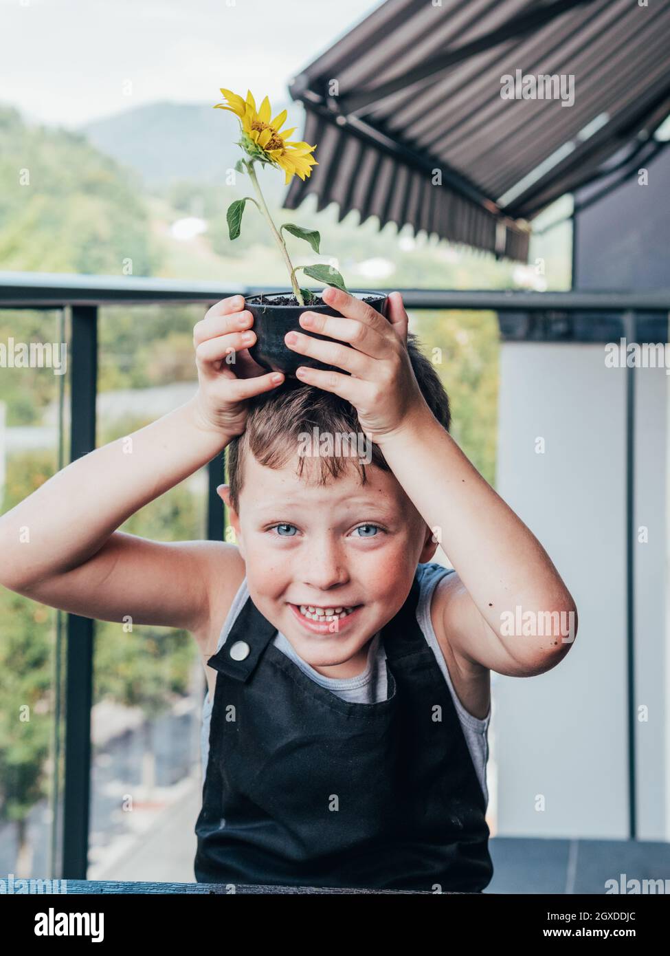 Cheerful child in gardening apron with blossoming Helianthus in pot on ...