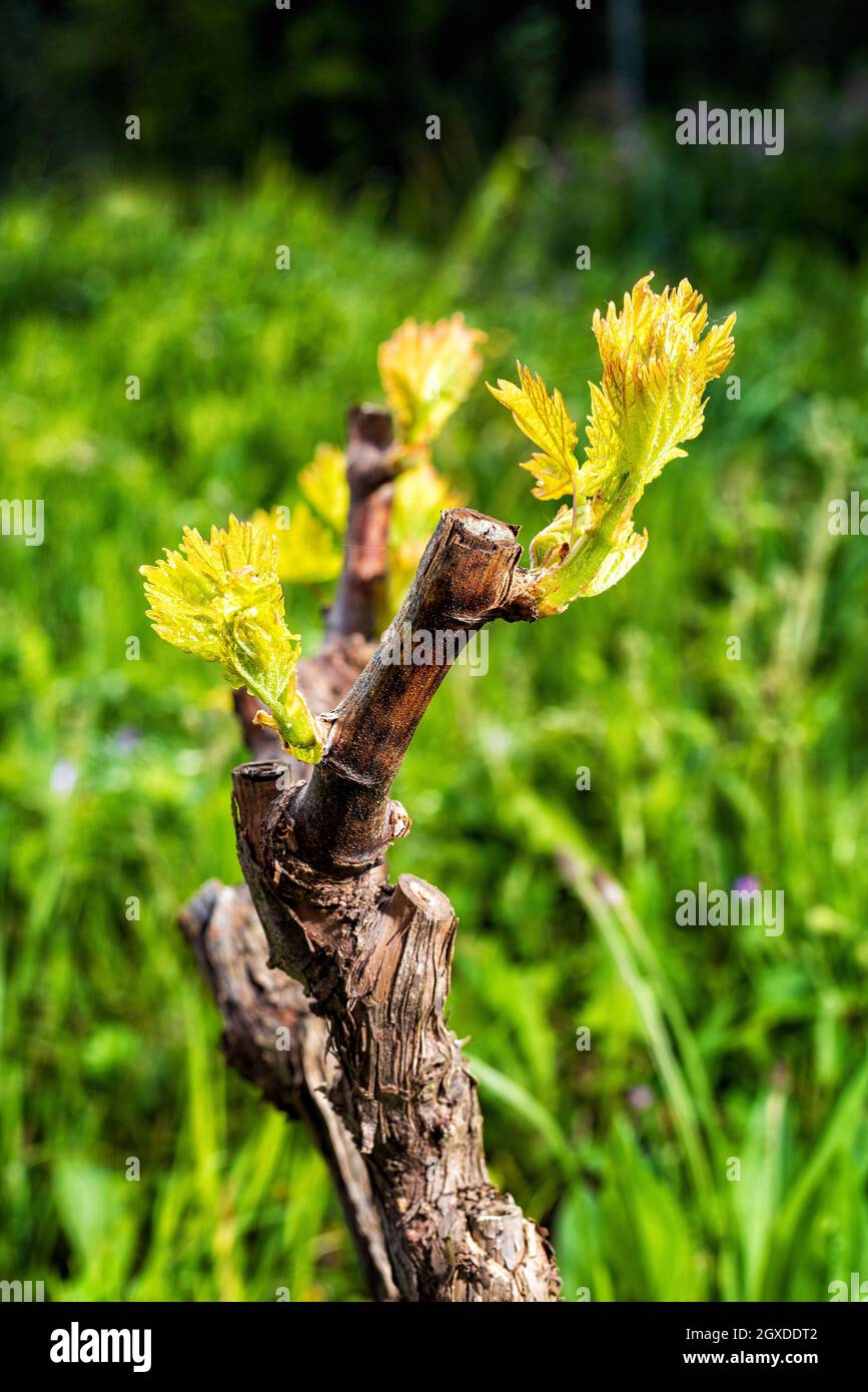 Young inflorescence of the vine. Close-up of the buds and young leaves ...