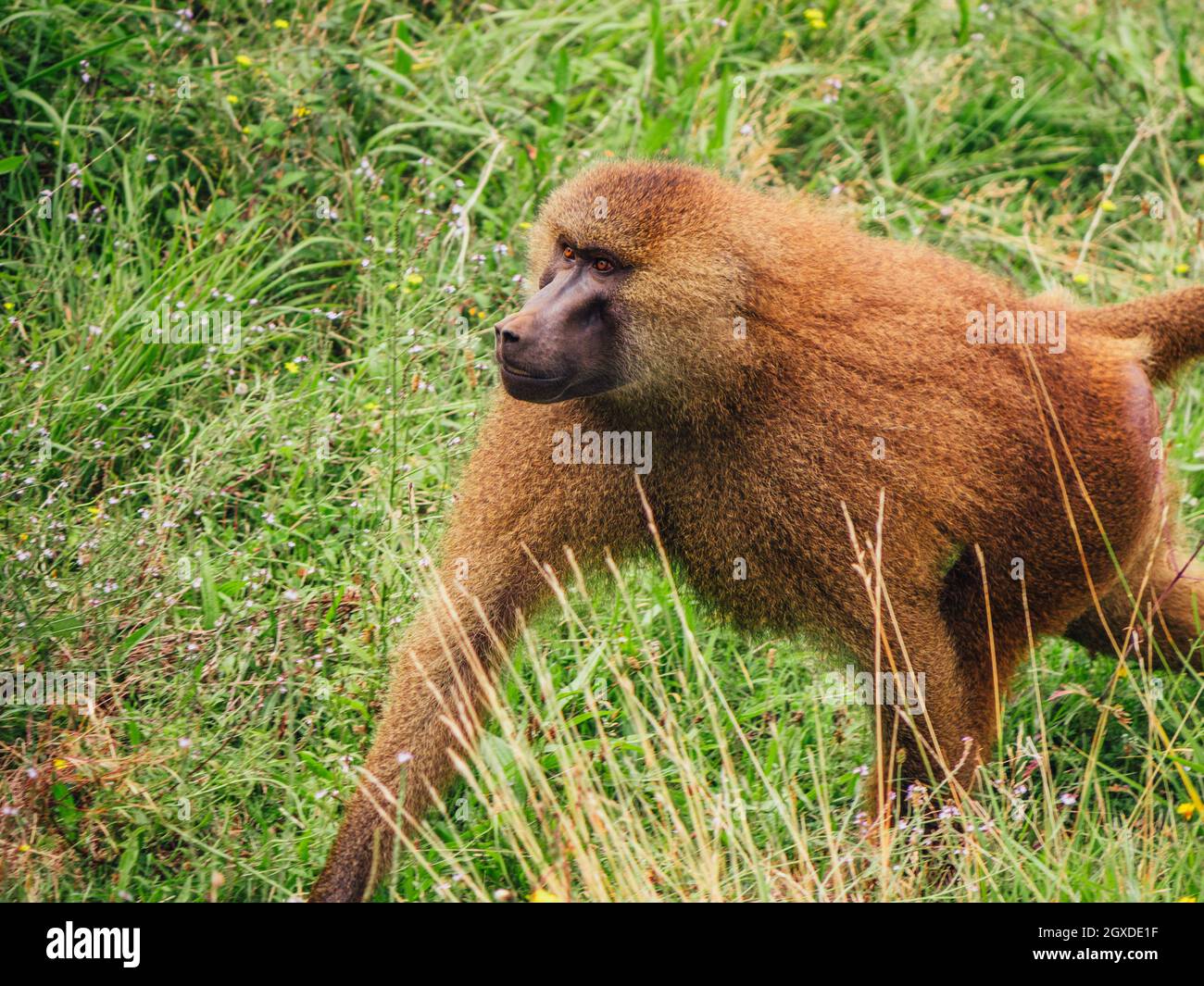 Baboon with fluffy brown coat looking away while walking on meadow in ...