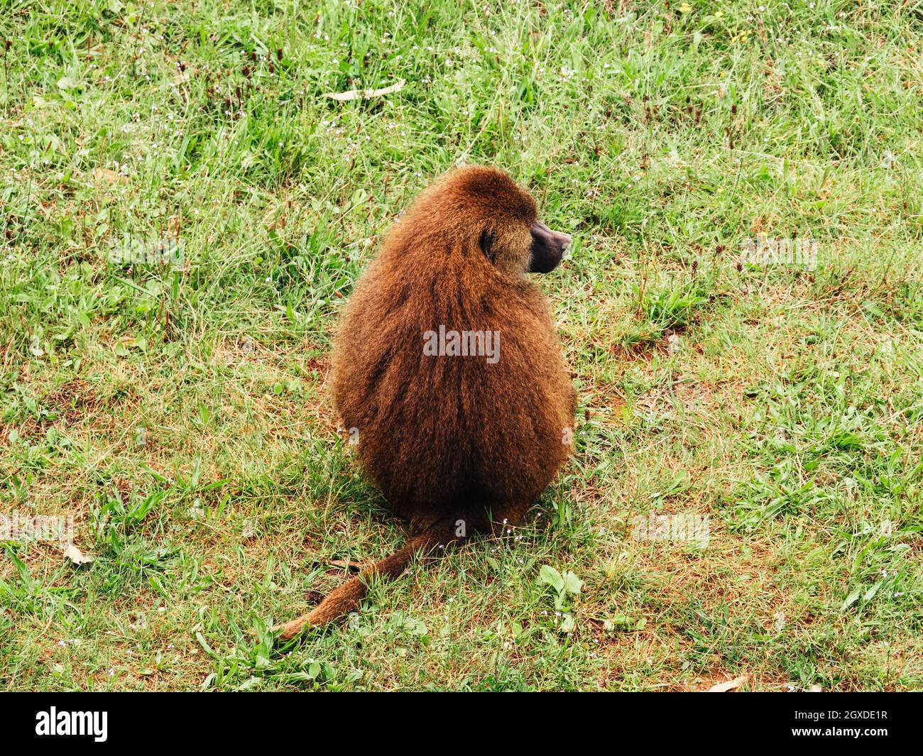 Omnivore specie hi-res stock photography and images - Alamy