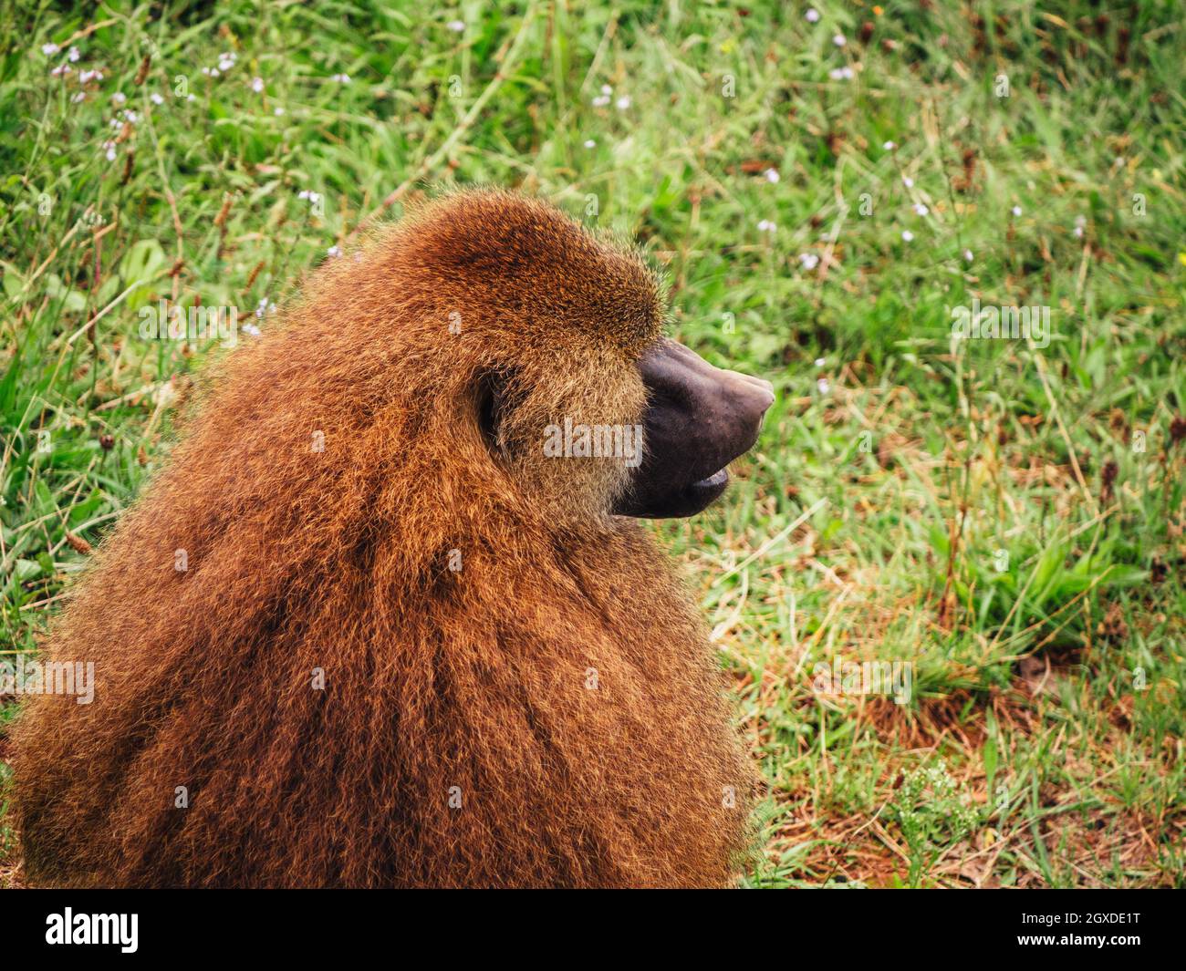 Mammal omnivore hi-res stock photography and images - Alamy