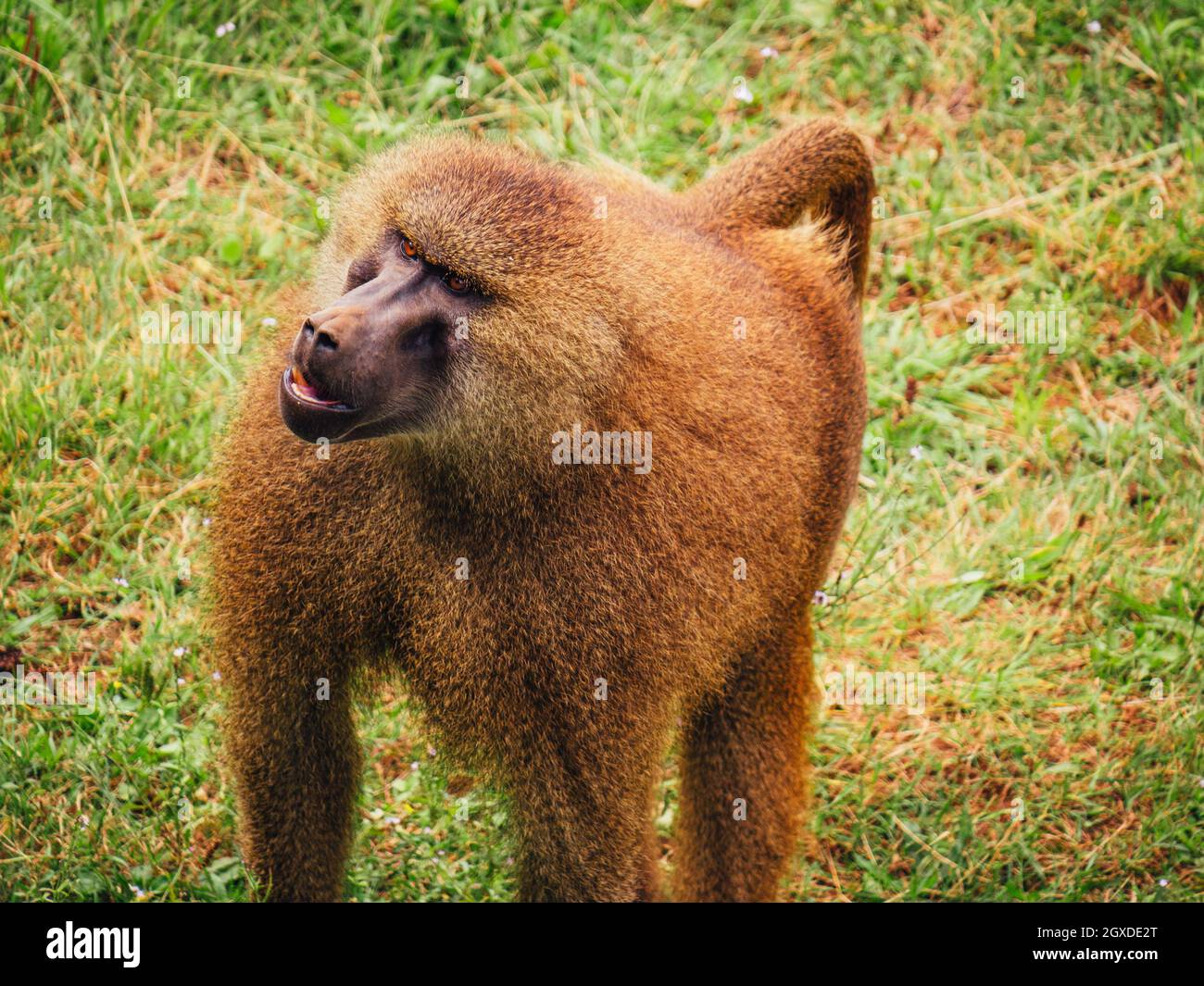 Baboon with fluffy brown coat looking away while walking on meadow in ...