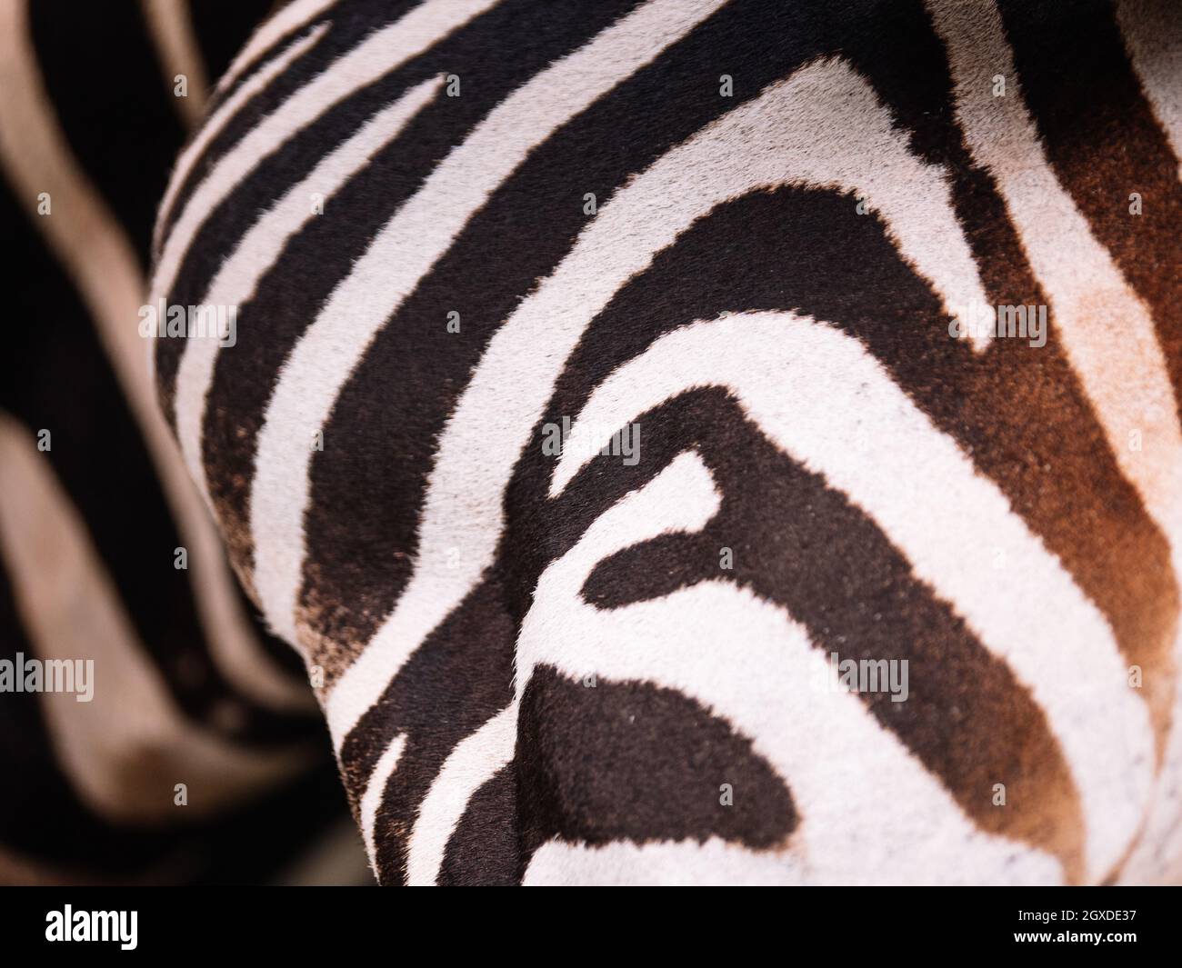 Coat zebra striped mane hi-res stock photography and images - Alamy