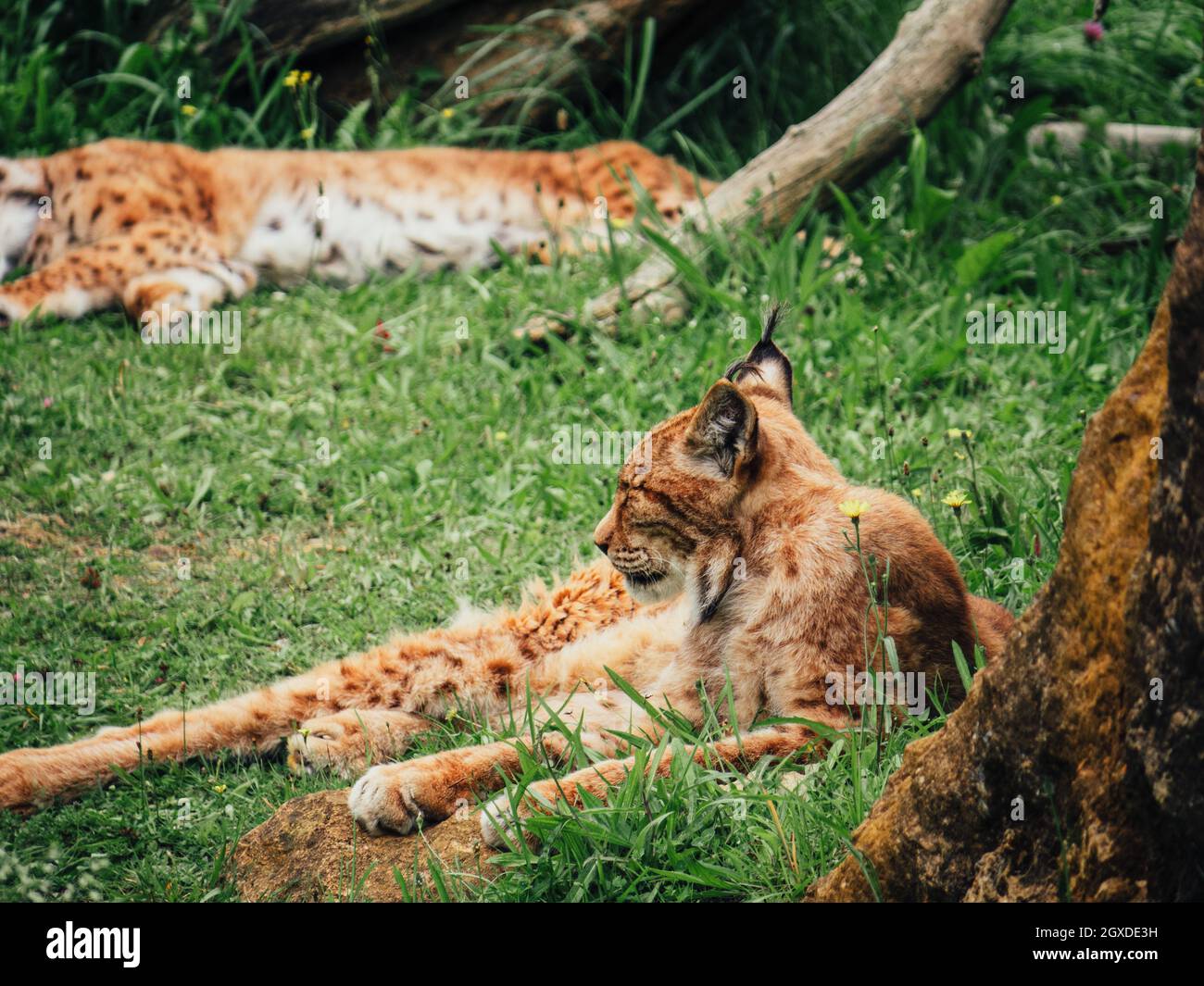 Feline fauna hi-res stock photography and images - Alamy