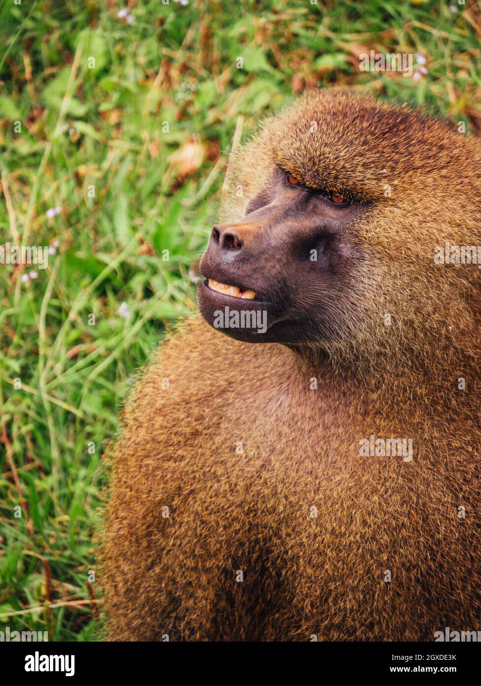 Baboon with fluffy brown coat looking away while getting angry on ...
