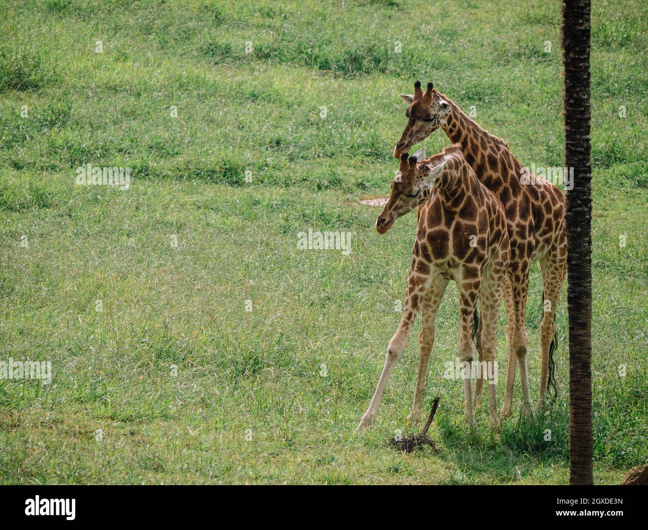 Short hairy horns hi-res stock photography and images - Alamy