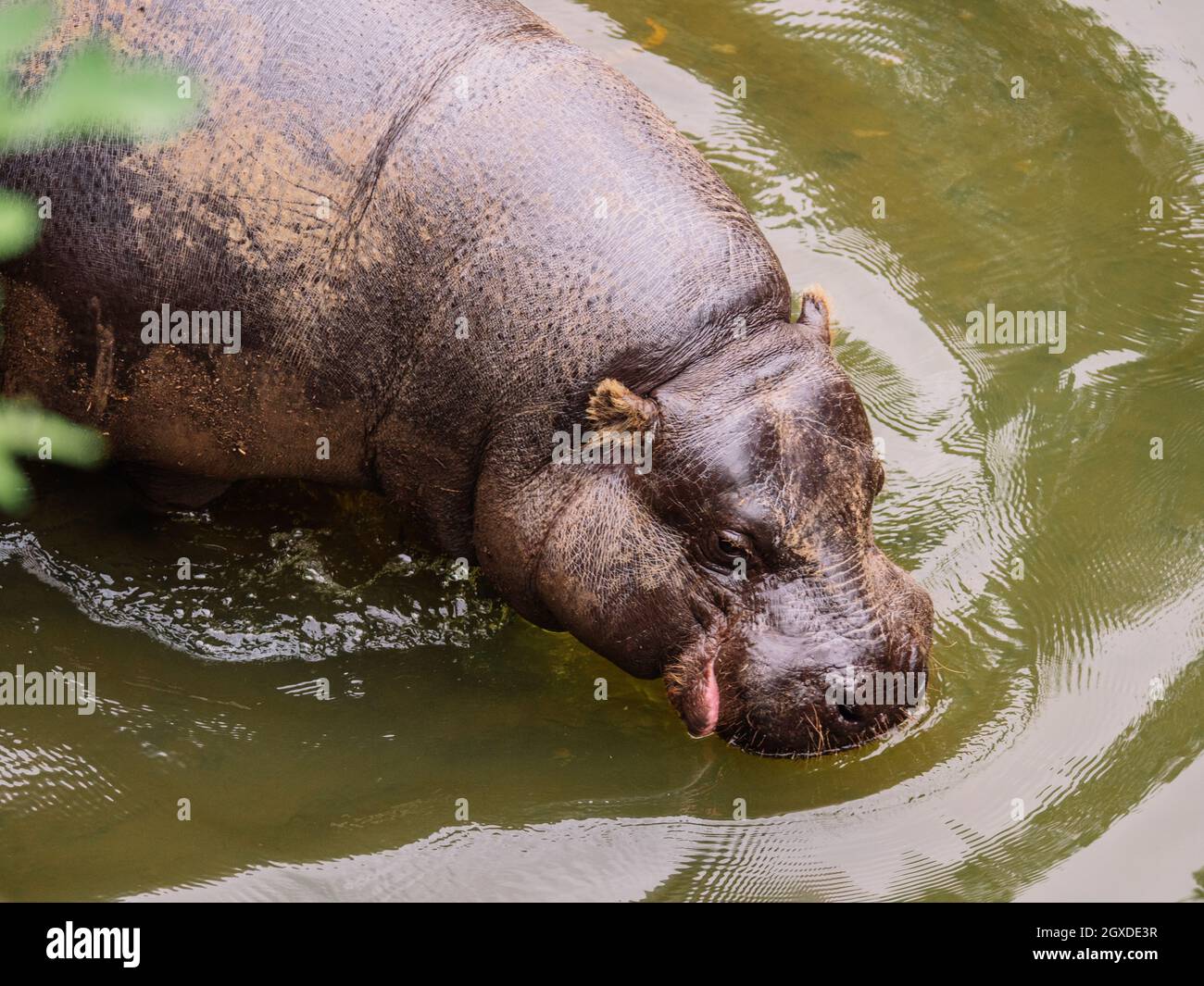 High angle of hippo with gray skin drinking water in pond with ripples ...
