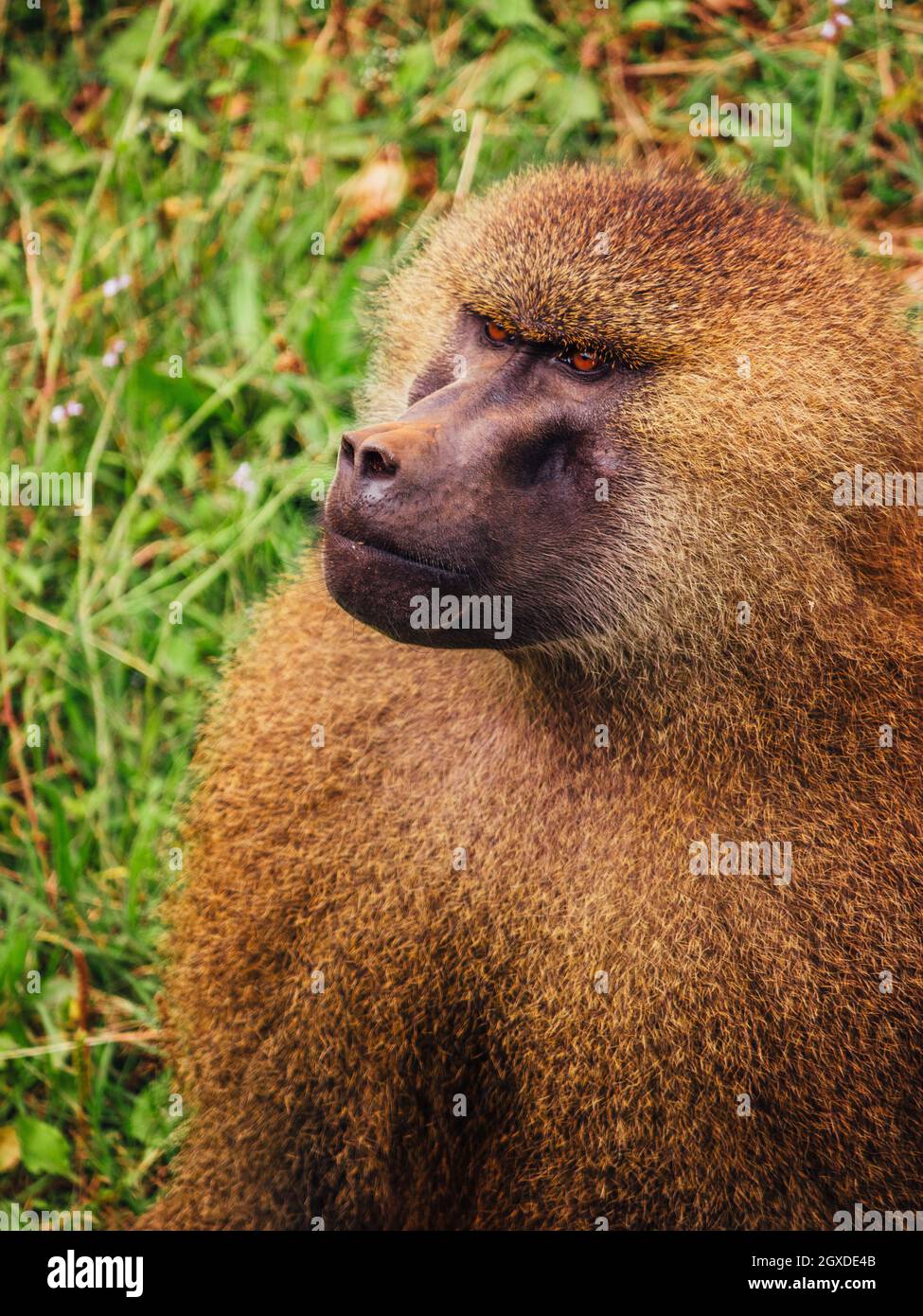 Baboon angry hi-res stock photography and images - Alamy