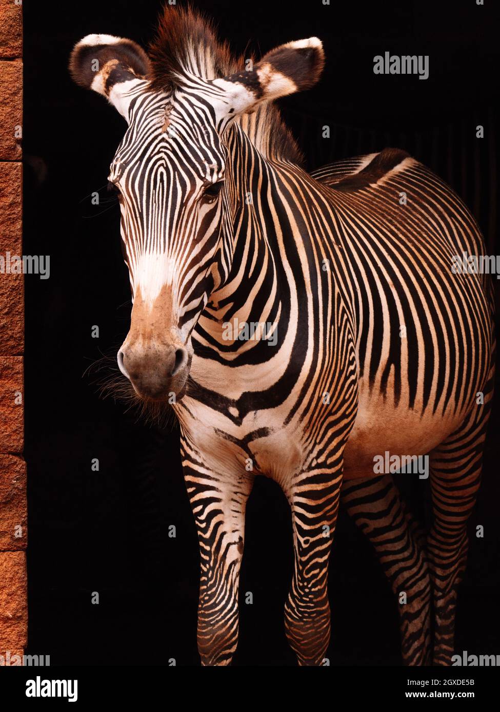 Zebra with smooth striped coat and mane standing in shiny light on ...