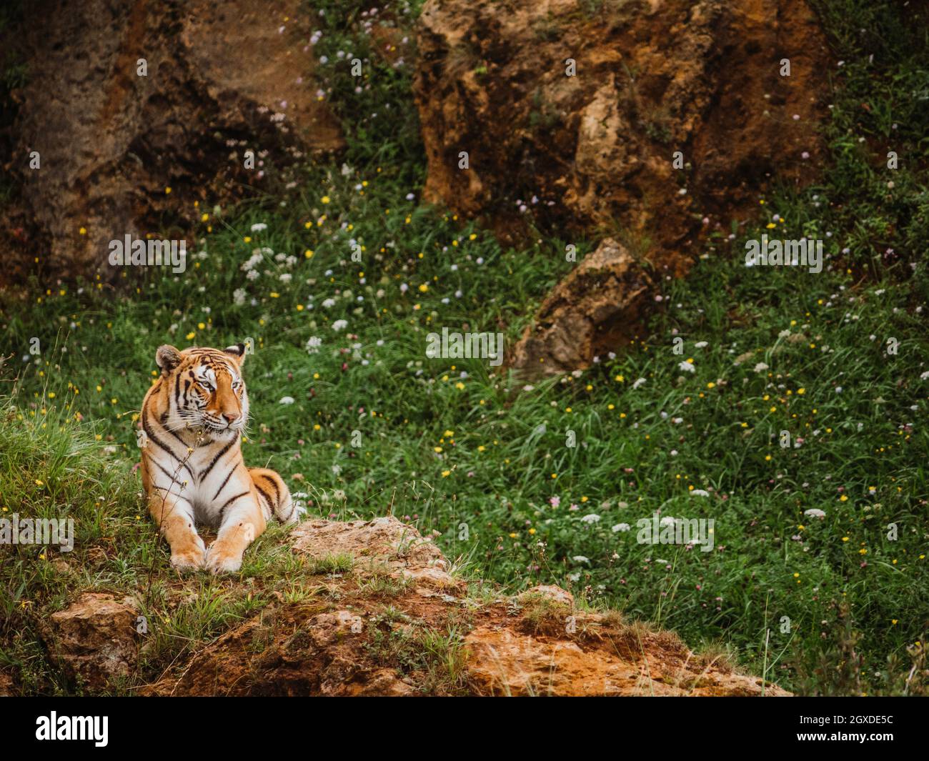 Tiger terrain hi-res stock photography and images - Alamy