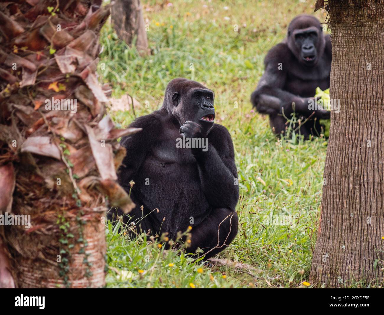 Primates with black coat and open mouths sitting on grass against tree ...