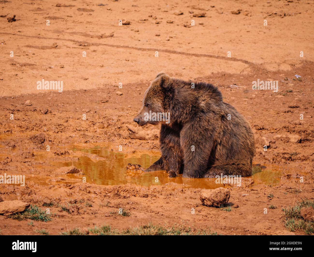 Bear with fluffy brown fur sitting in dirty puddle while cooling off ...