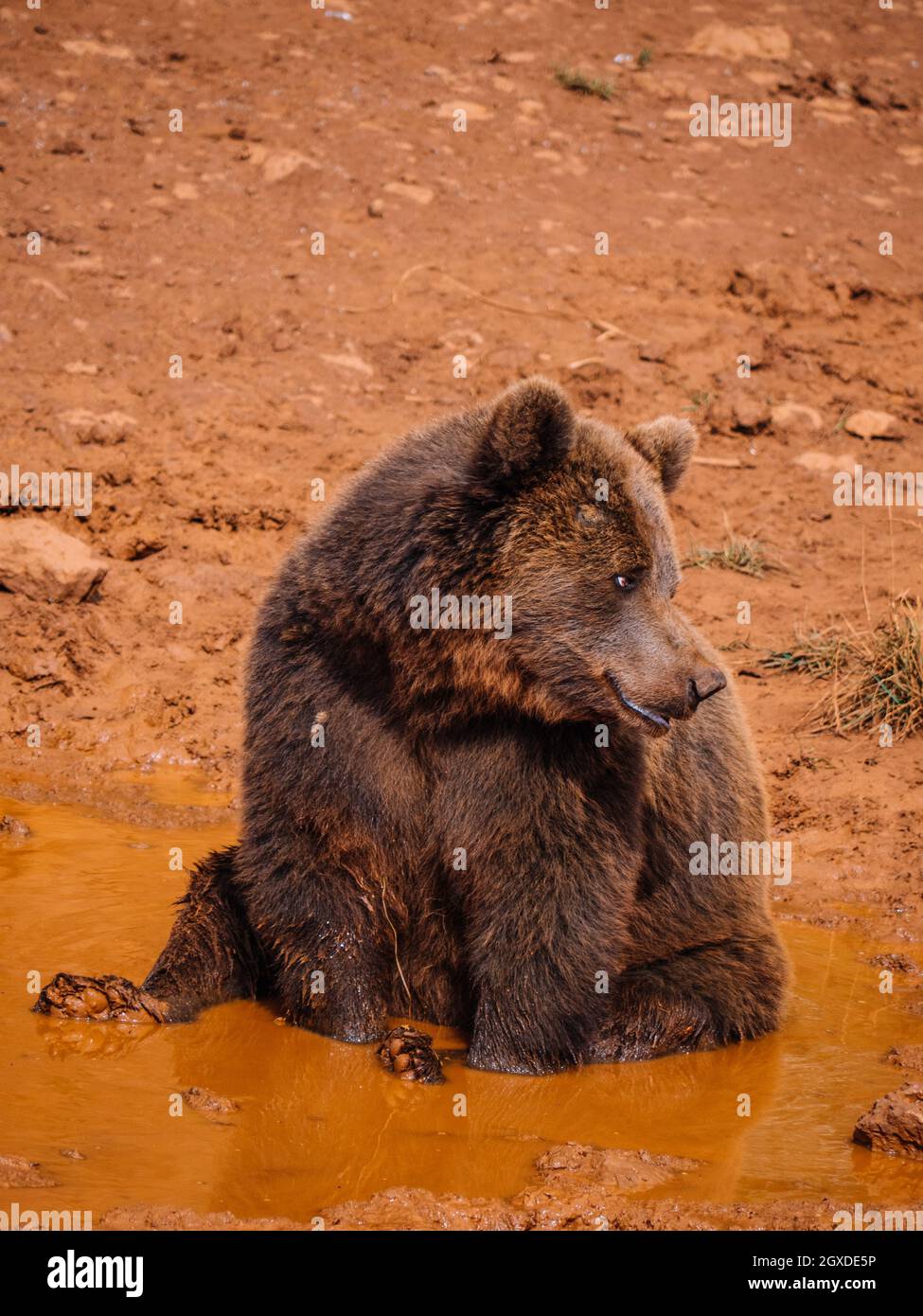 Dirty bear hi-res stock photography and images - Alamy