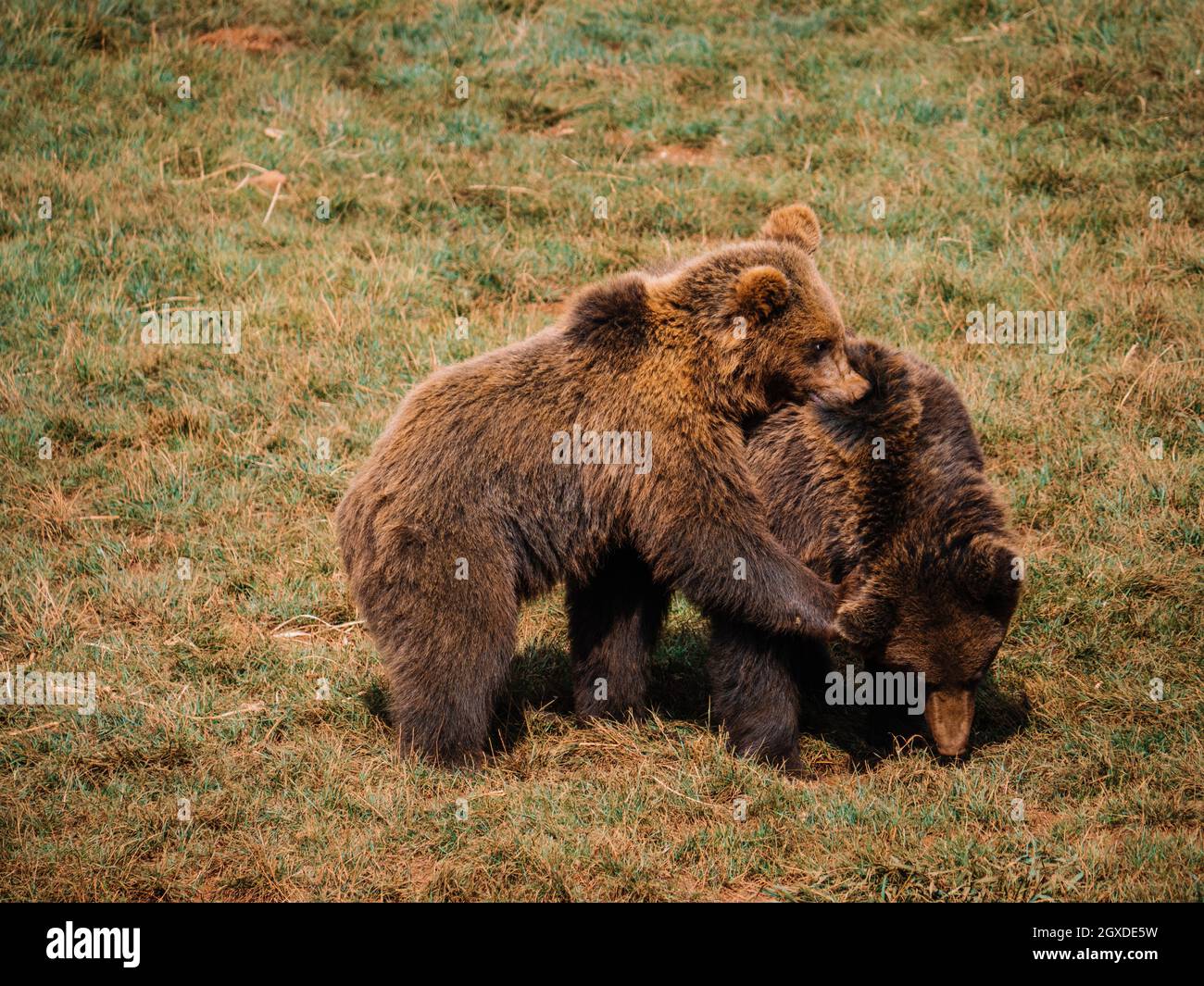 Little bears with fluffy brown fur having fun on meadow with faded ...