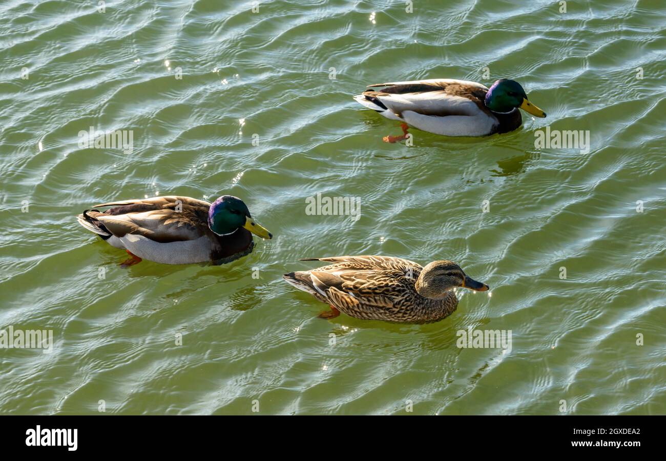 Two male and one female mallards hi-res stock photography and images ...