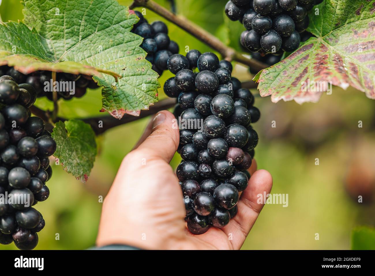 REMICH, LUXEMBOURG-OCTOBER 2021: Reportage at the seasonal Elbling ...