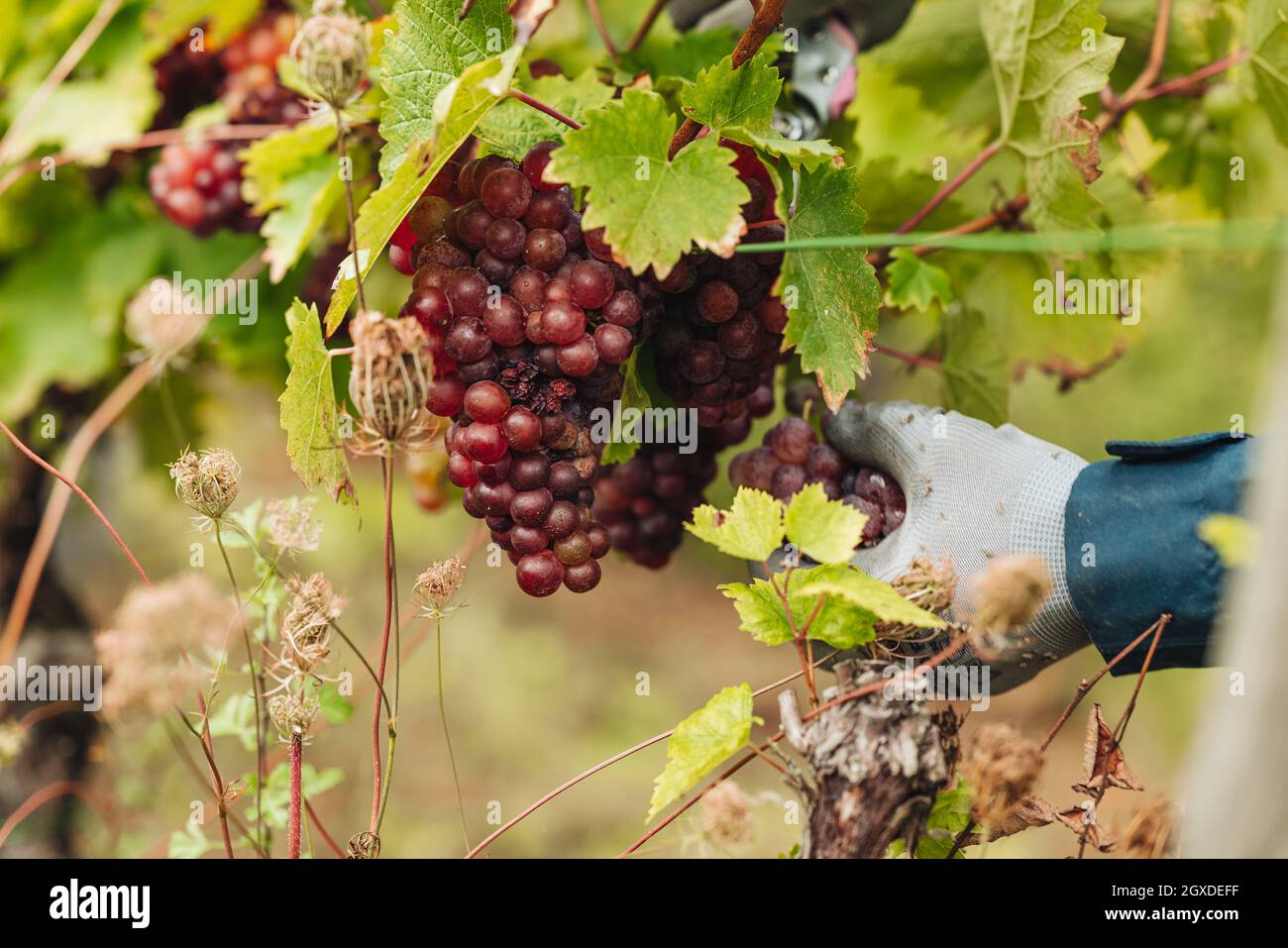 REMICH, LUXEMBOURG-OCTOBER 2021: Reportage at the seasonal Elbling ...