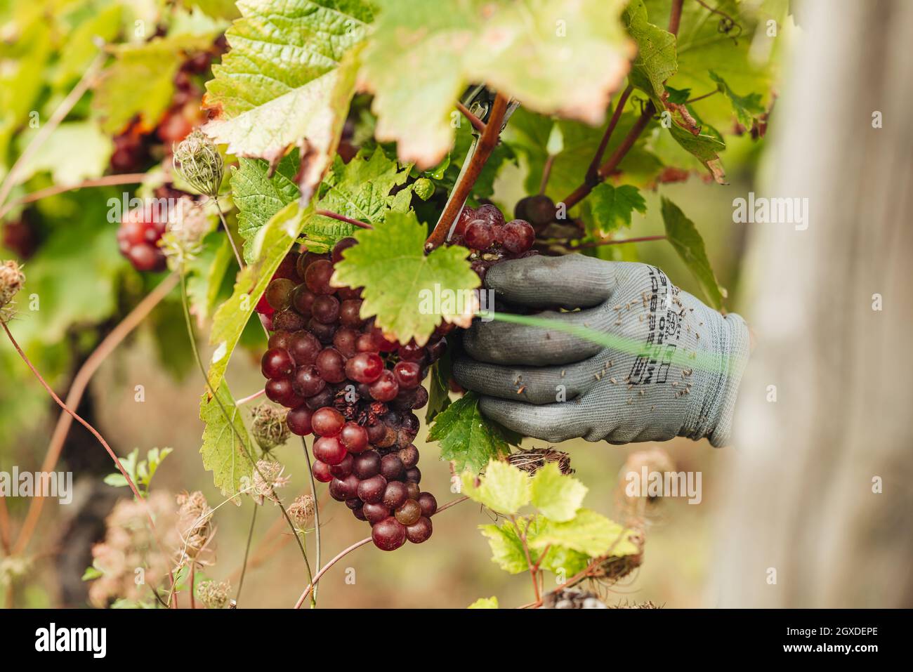 REMICH, LUXEMBOURG-OCTOBER 2021: Reportage at the seasonal Elbling ...
