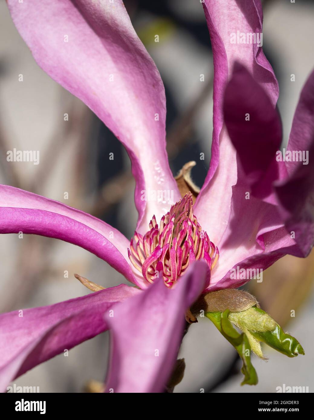 Tulip magnolia (Magnolia liliiflora), close up image of the flower head ...