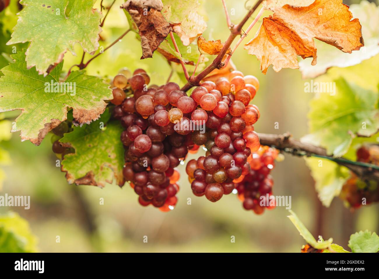 REMICH, LUXEMBOURG-OCTOBER 2021: Reportage at the seasonal Elbling ...