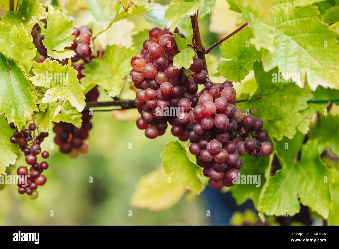 REMICH, LUXEMBOURG-OCTOBER 2021: Reportage at the seasonal Elbling ...