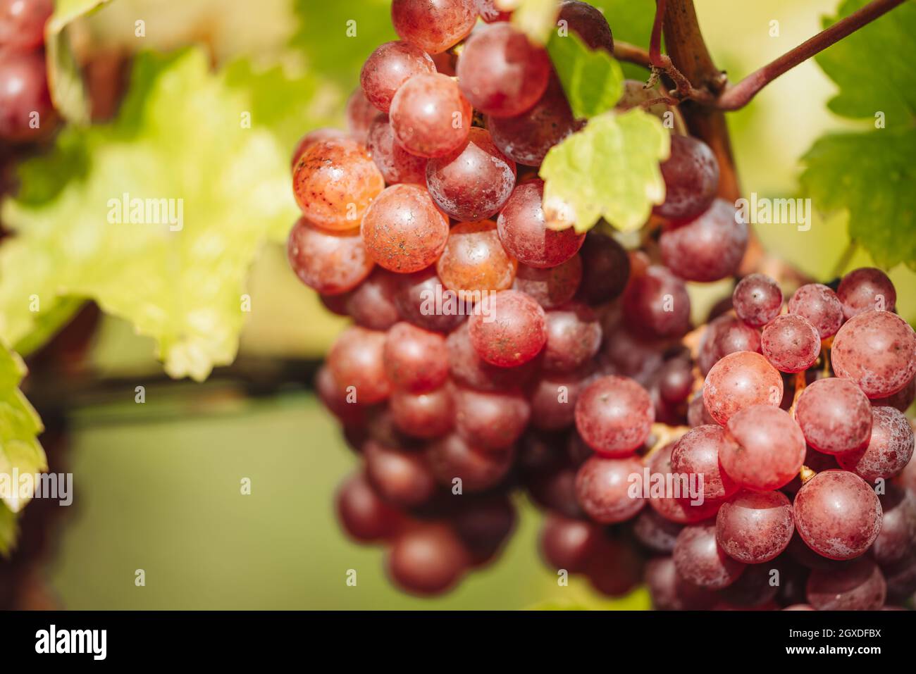 REMICH, LUXEMBOURG-OCTOBER 2021: Reportage at the seasonal Elbling ...