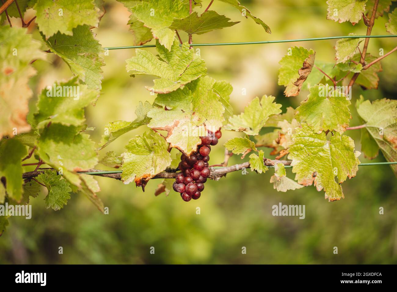 REMICH, LUXEMBOURG-OCTOBER 2021: Reportage at the seasonal Elbling ...